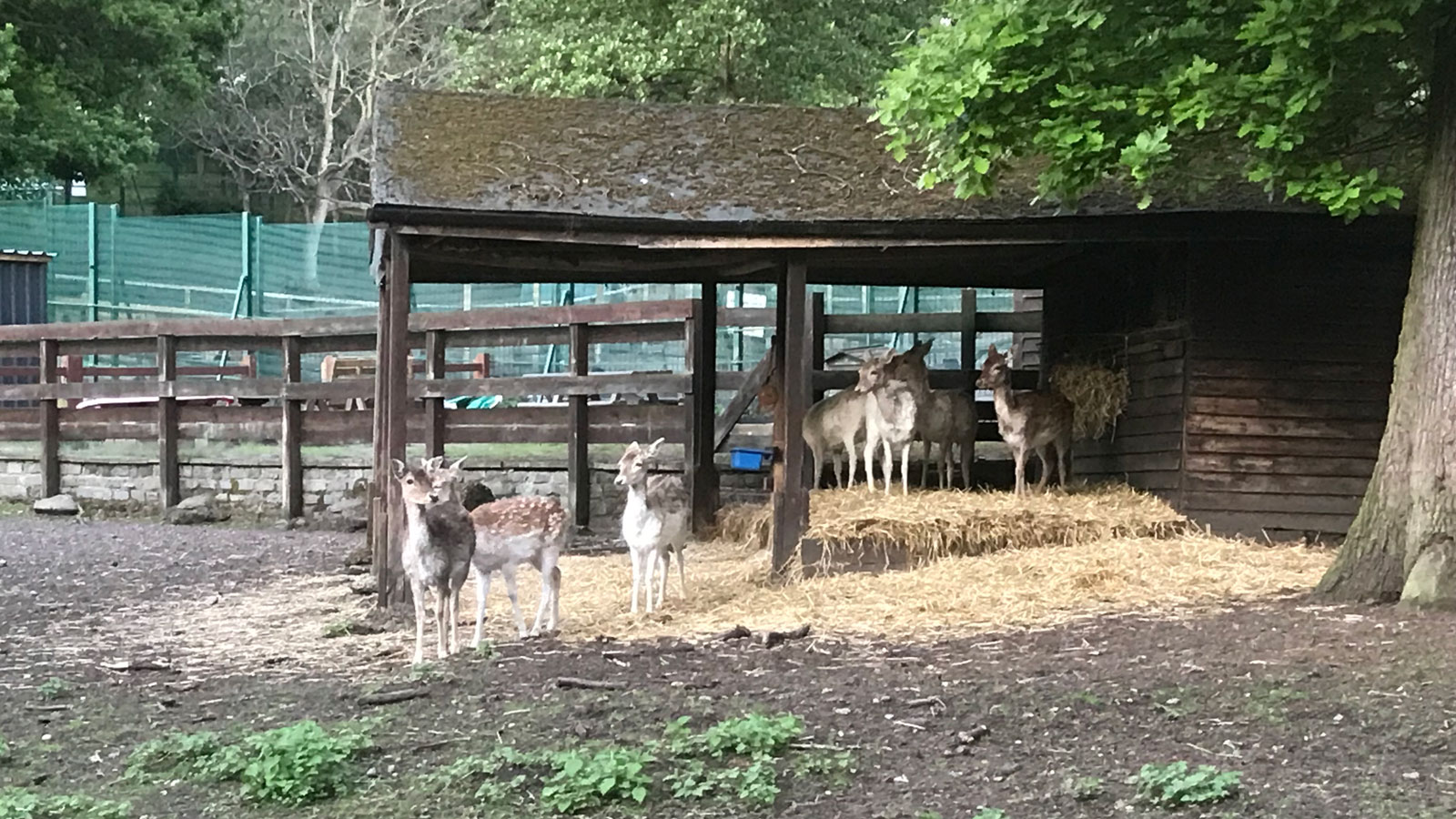 Open day to show off animal park that was threatened with closure - The ...