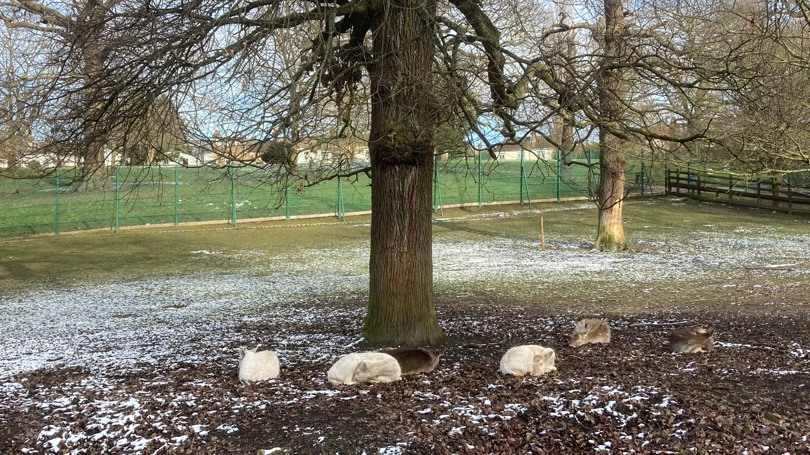 Closing Maryon Wilson Animal Park will save just £5,000 from budget ...