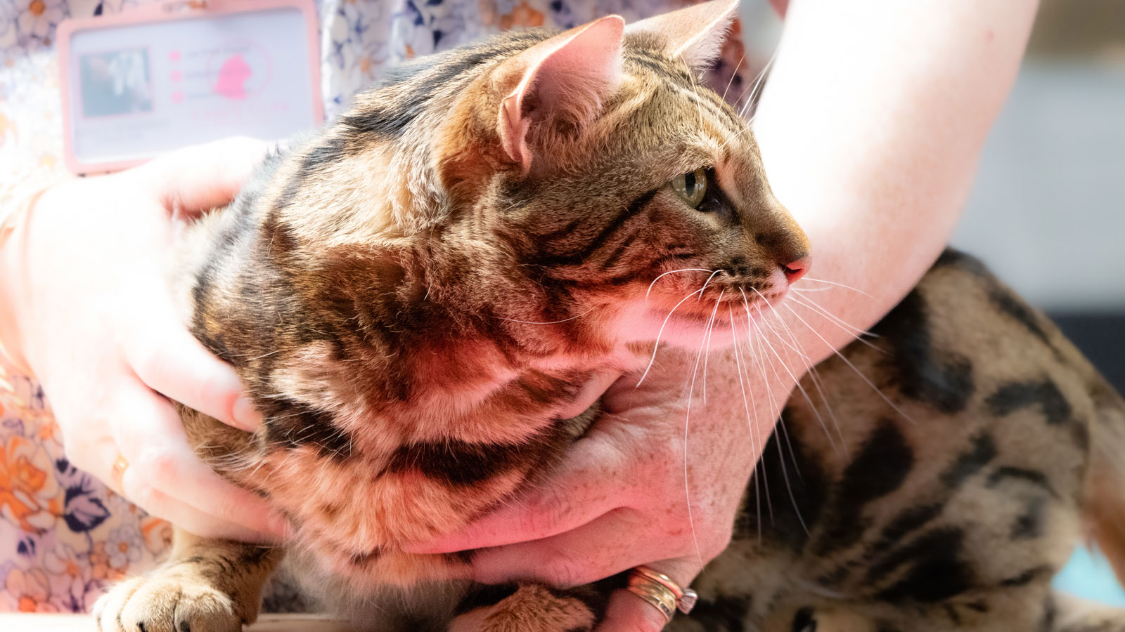 Fancy cats to strut their stuff at show in Eltham - The Greenwich Wire